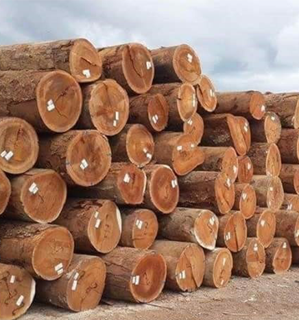 Login Timbers L.L.C | Timber & Wood supplier in UAE